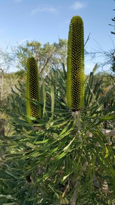 STAR SWAMP BUSHLAND RESERVE - Updated September 2024 - Perth Western ...