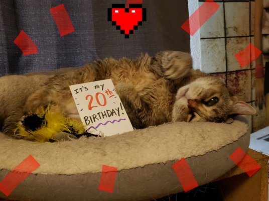 WHEAT RIDGE ANIMAL HOSPITAL - Updated December 2025 - 60 Photos & 431 ...