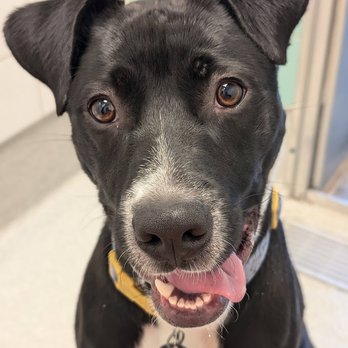 MICHIGAN ANIMAL RESCUE LEAGUE - Updated December 2025 - 39 Photos & 60 ...