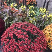 OTT’S EXOTIC PLANTS - 245 Photos & 84 Reviews - 861 Gravel Pike ...