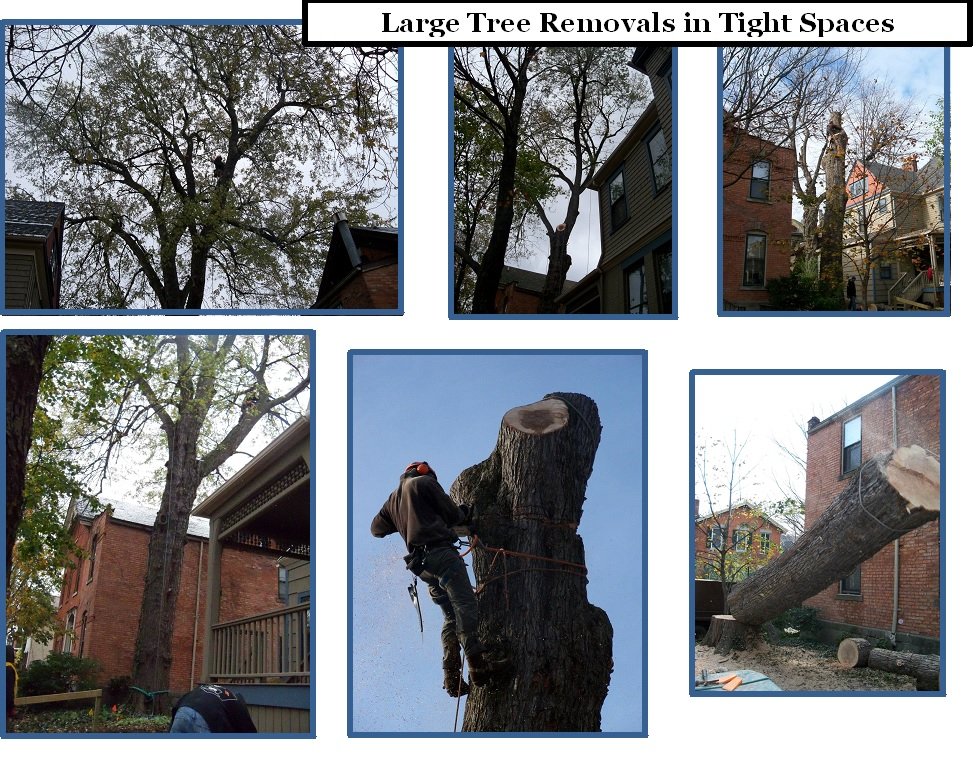 CHRIS TREE FIR’S TREE CARE - Updated January 2025 - 19 Photos - 119 ...