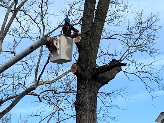 BROWN’S TREE SERVICE - Updated December 2025 - 25 Photos - 841 NW Tyler ...