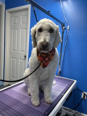 MADISON’S SHED AND TAILS GROOMING - Updated January 2026 - 19 Photos ...