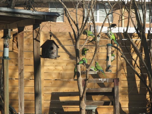 THE WILD PARROTS OF EAST AUSTIN - Updated December 2025 - 35 Photos ...