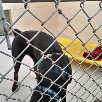 DETROIT ANIMAL CARE AND CONTROL - Updated August 2025 - 19 Photos & 11 ...