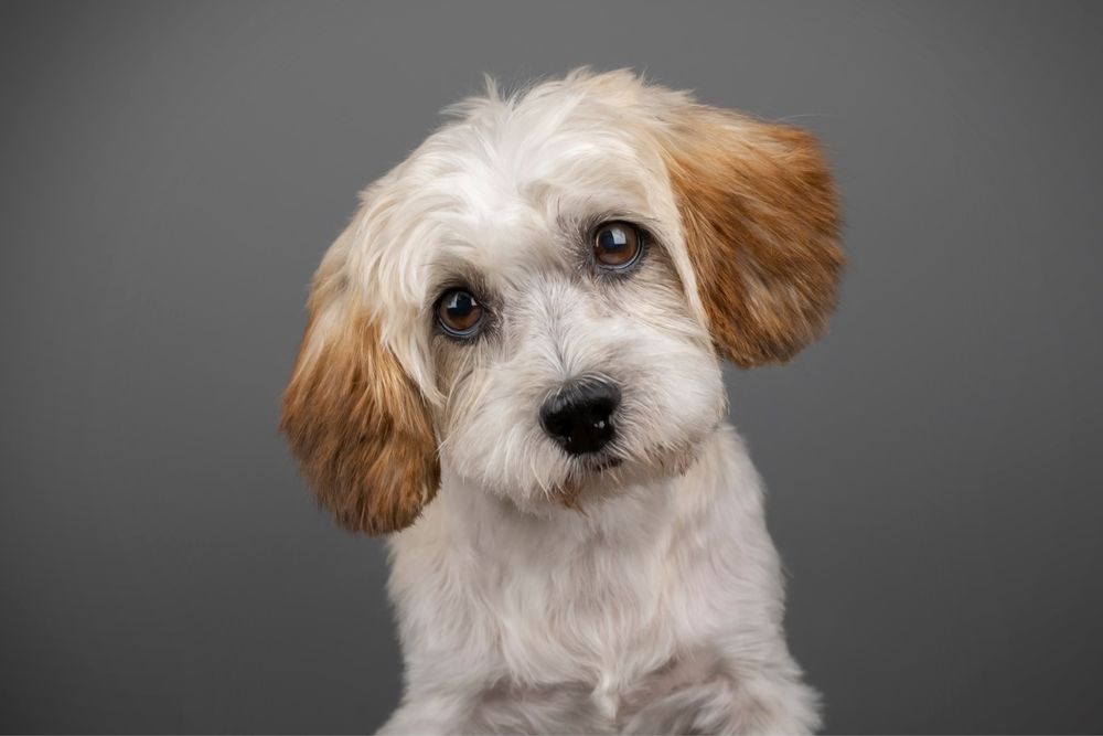 YORKIE RESCUE HOUSTON - Updated September 2025 - 15 Photos - 6046 FM ...