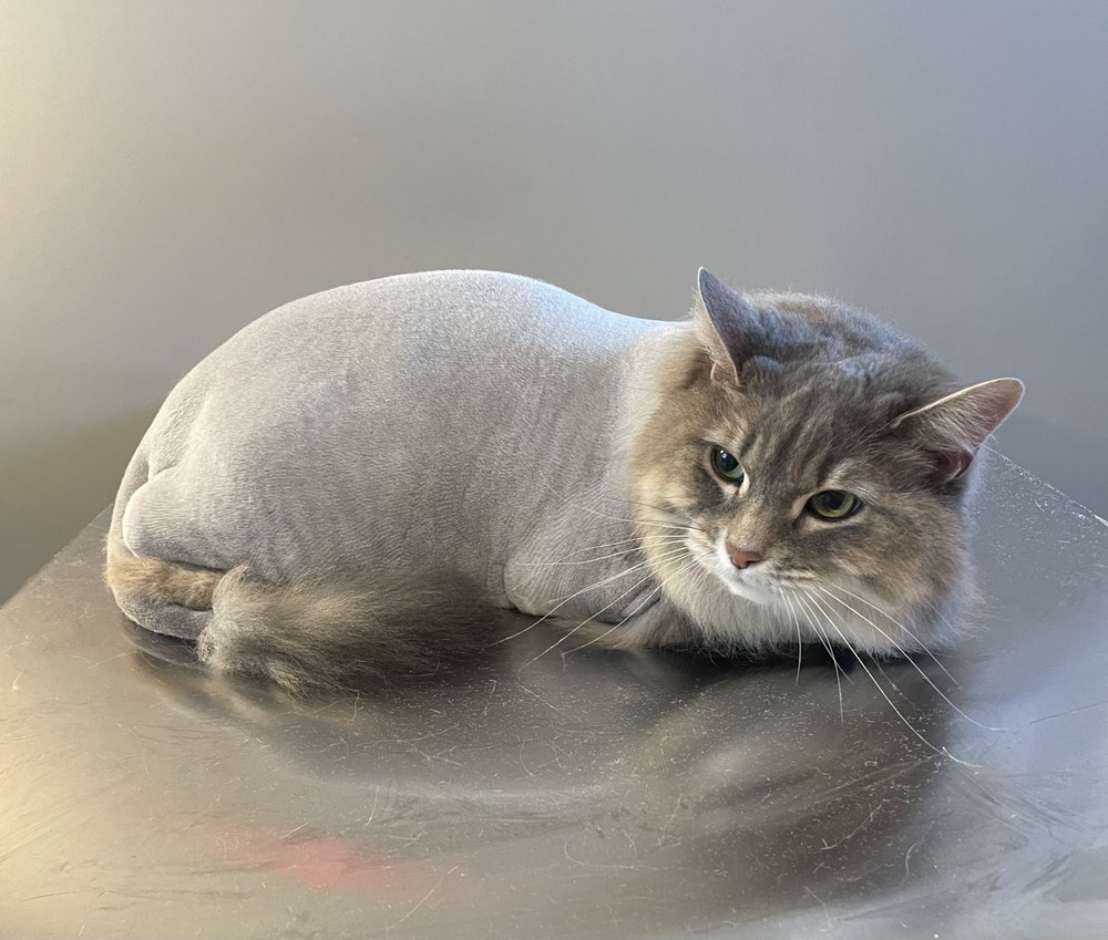 DIVINE FELINE- CAT EXCLUSIVE GROOMER - Updated December 2025 - 12 ...