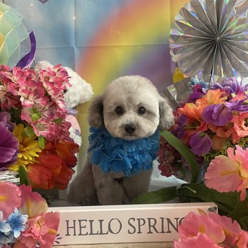 ALOHA DOG - Updated December 2025 - 214 Photos & 97 Reviews - 525B ...