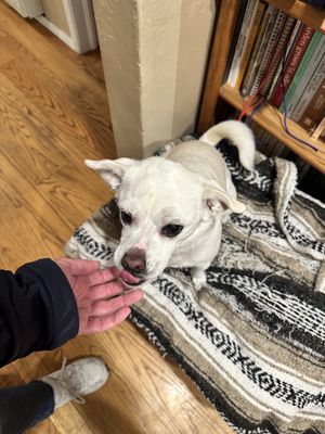 CASTRO VALLEY ANIMAL HOSPITAL - Updated December 2025 - 89 Photos & 392 ...