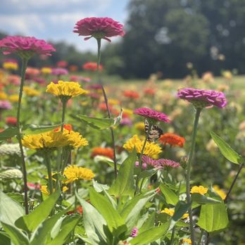 HOWARD FAMILY FARM - Updated January 2026 - 68 Photos & 12 Reviews ...