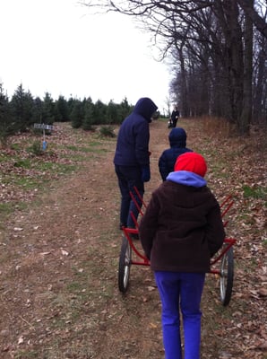 WATA CHRISTMAS TREE FARM - Updated January 2026 - 16 Reviews - 3650 ...