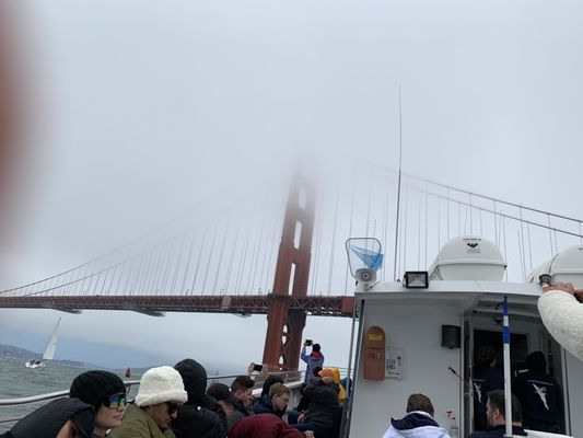 SF BAY WHALE WATCHING - Updated August 2025 - 41 Photos & 46 Reviews ...