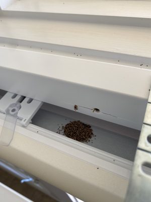 CAL TERMITE AND PEST CONTROL - Updated October 2025 - 705 Photos & 310 ...