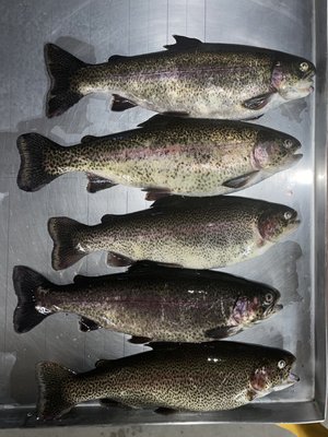 COLD SPRINGS TROUT FARM - Updated January 2026 - 51 Photos & 33 Reviews ...