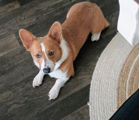 JACK’S DOG FARM - Updated October 2025 - 35 Photos & 37 Reviews - 6370 ...