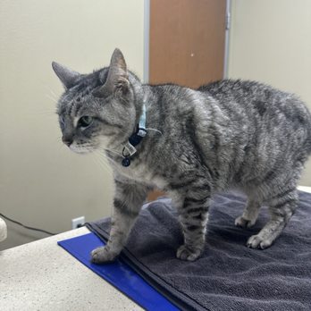 FOOTHILL FARMS VETERINARY HOSPITAL - Updated May 2026 - 75 Photos & 170 ...