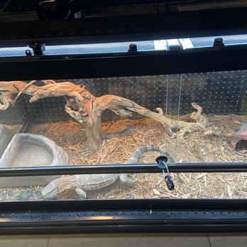 MIAMI REPTILE COMPANY - Updated September 2024 - 34 Photos & 25 Reviews ...