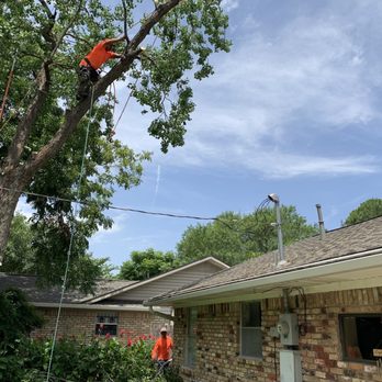 OM TREE SERVICE - Updated April 2025 - 42 Photos & 28 Reviews - 1725 ...