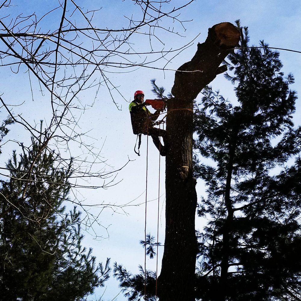 1-2 TREE LAWN AND LANDSCAPE - Updated May 2025 - 21 Photos - 3687 ...