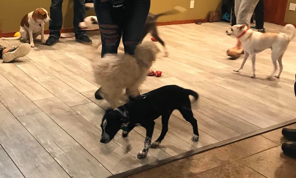 K9 COACHES - 63 Photos - Spokane, Washington - Pet Training - Phone ...