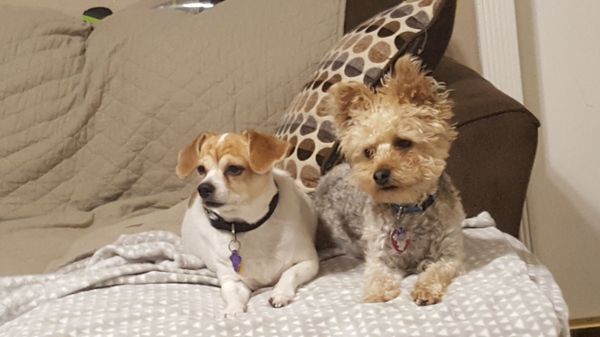 ALTA LOMA ANIMAL HOSPITAL - 111 Photos & 275 Reviews - 7289 Amethyst ...