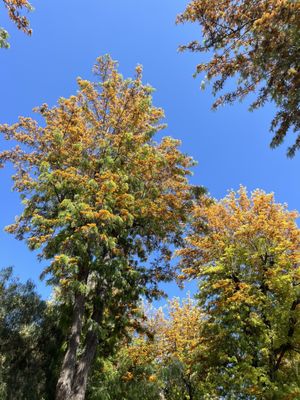 LINDO LAKE COUNTY PARK - Updated October 2025 - 283 Photos & 45 Reviews ...