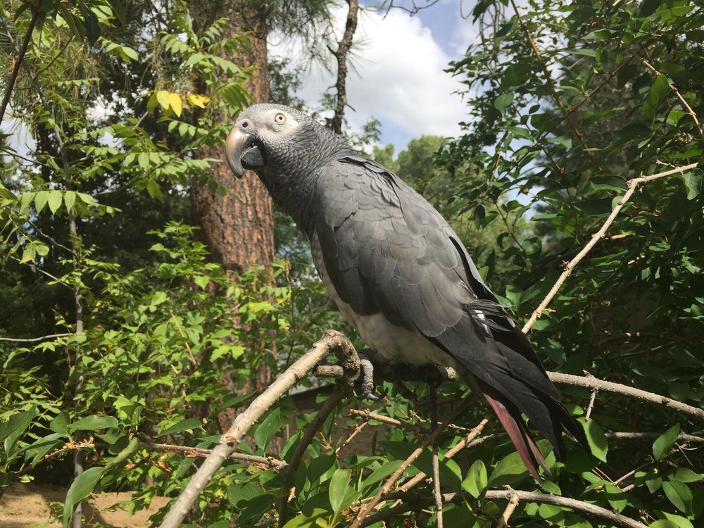 THE HAPPY PARROT - 13 Photos & 17 Reviews - 8156 E State Rt 69 ...