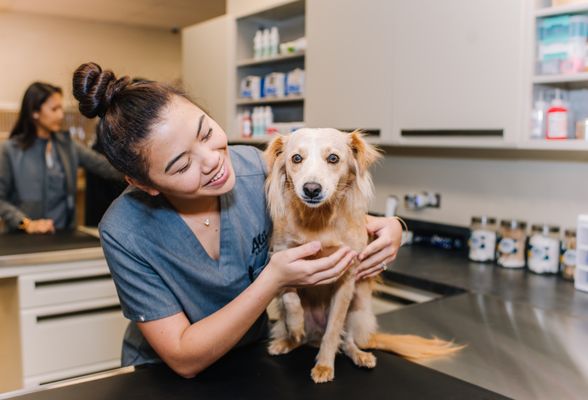 ALI’I KAHALA ANIMAL CLINIC - Updated September 2025 - 55 Photos & 13 ...