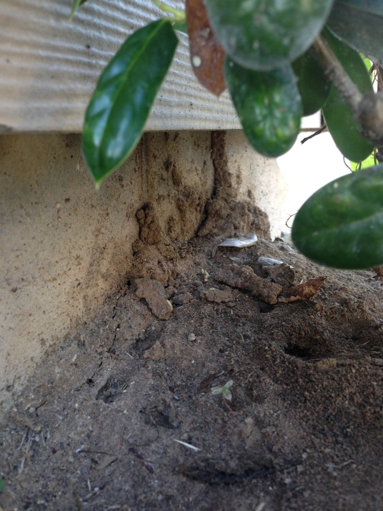 SOUTH BELT PEST & TERMITE - 18 Photos - 738 Broad Ripple Dr, Huffman ...