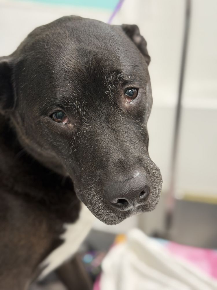 BLUE RIBBON PET SALON - Updated January 2026 - 214 Photos & 54 Reviews ...