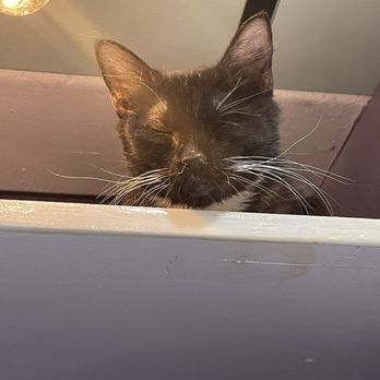 PHX CAT CAFE - Updated November 2025 - 511 Photos & 158 Reviews - 147 E ...