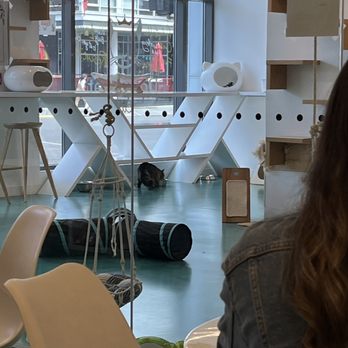 REGAL CAT CAFE - Updated May 2025 - 141 Photos & 41 Reviews - 303 10 ...