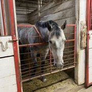 MEMORY LANE STABLES - 141 Photos & 78 Reviews - 8290 Kean Ave, Willow ...