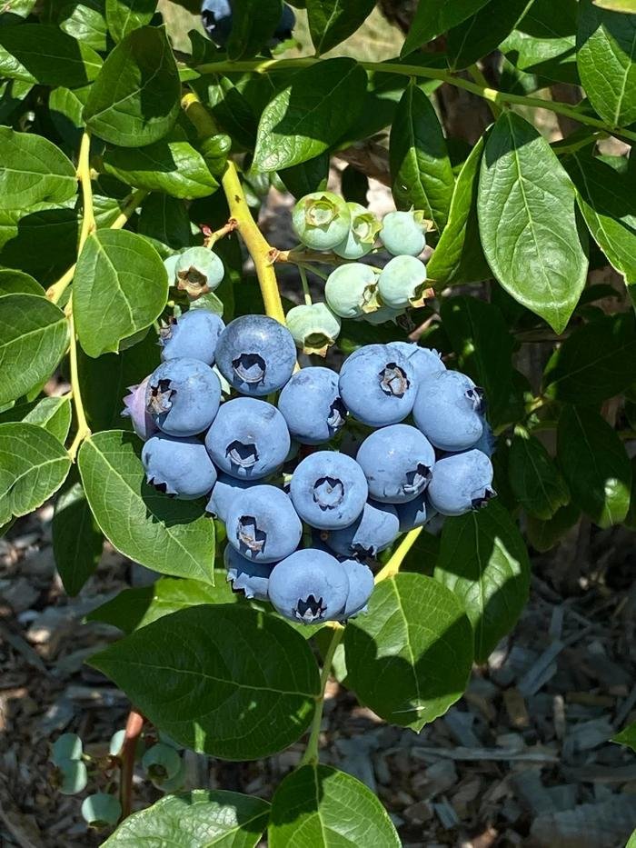 CRYSTAL RIDGE FARM AND ARTISAN STUDIO - Updated July 2024 - 11 Photos ...