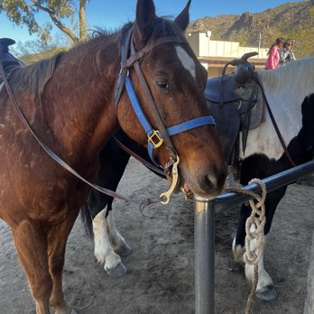 PONDEROSA STABLES - Updated March 2025 - 285 Photos & 218 Reviews ...