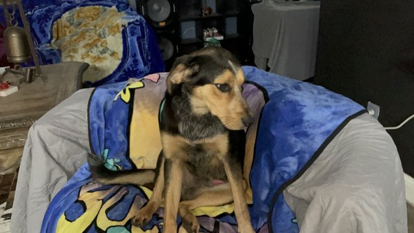 KANYE CORSO TRAINING - Updated November 2025 - 24 Photos - 1910 Kings ...