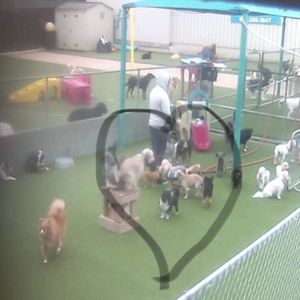 DOGS RULE RESORT - 36 Photos & 41 Reviews - 2501 Pecan St, Carrollton ...