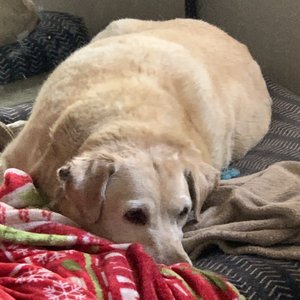 LOMA LINDA ANIMAL HOSPITAL - 190 Photos & 566 Reviews - 2605 S Waterman ...