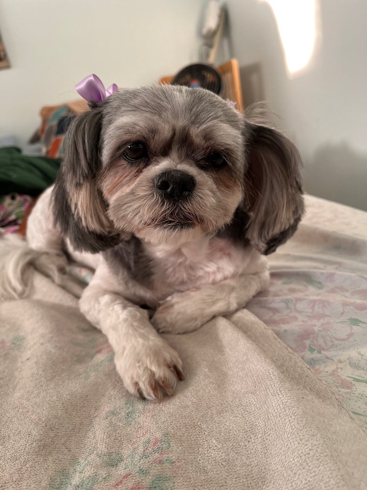 THE GROOMING SHOP - Updated June 2024 - 11 Photos - 319 S Magnolia Ave ...