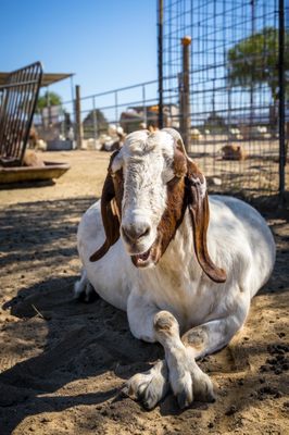 PRANCERS FARM - Updated October 2025 - 161 Photos & 50 Reviews - 18540 ...