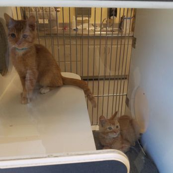 RIVERSIDE COUNTY DEPARTMENT OF ANIMAL SERVICES - Updated May 2024 - 25 ...