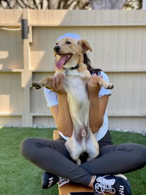 DOG PPL - Updated December 2025 - 130 Photos & 116 Reviews - 3440 Ocean ...