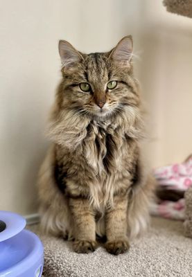 MEOW CAT RESCUE & ADOPTION - Updated December 2025 - 34 Photos & 93 ...