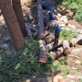 NINJA TREE CARE - Updated October 2025 - 16 Photos & 17 Reviews - 774 ...