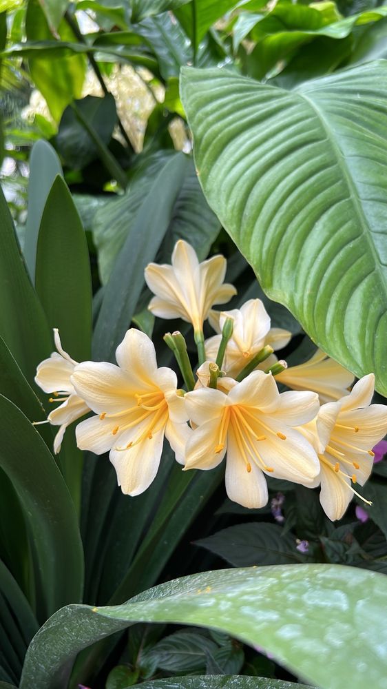 GAISER CONSERVATORY - Updated October 2025 - 73 Photos & 13 Reviews - 4 ...