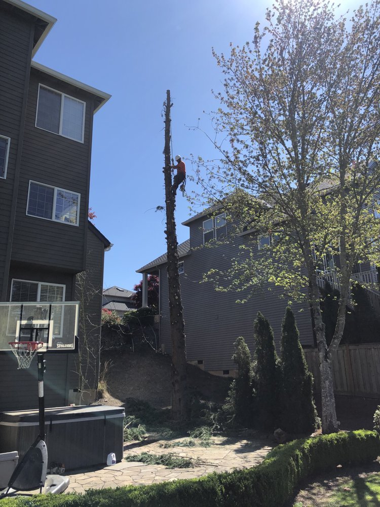 JOE GRAB TREE SERVICE - 18 Photos & 31 Reviews - Tree Services ...