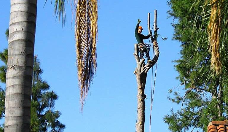 CORTEZ LANDSCAPING & TREE SERVICE - Updated October 2025 - 12 Reviews ...