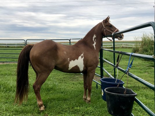 PINE HOLLOW STABLES - Updated November 2025 - 5055 NE 96th St, Altoona ...
