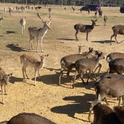 GLOBAL WILDLIFE CENTER - 557 Photos & 126 Reviews - 26389 Hwy 40 ...