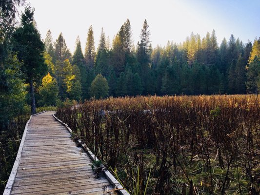 PIPI CAMPGROUND - 110 Photos & 38 Reviews - Campgrounds - Pioneer, CA ...